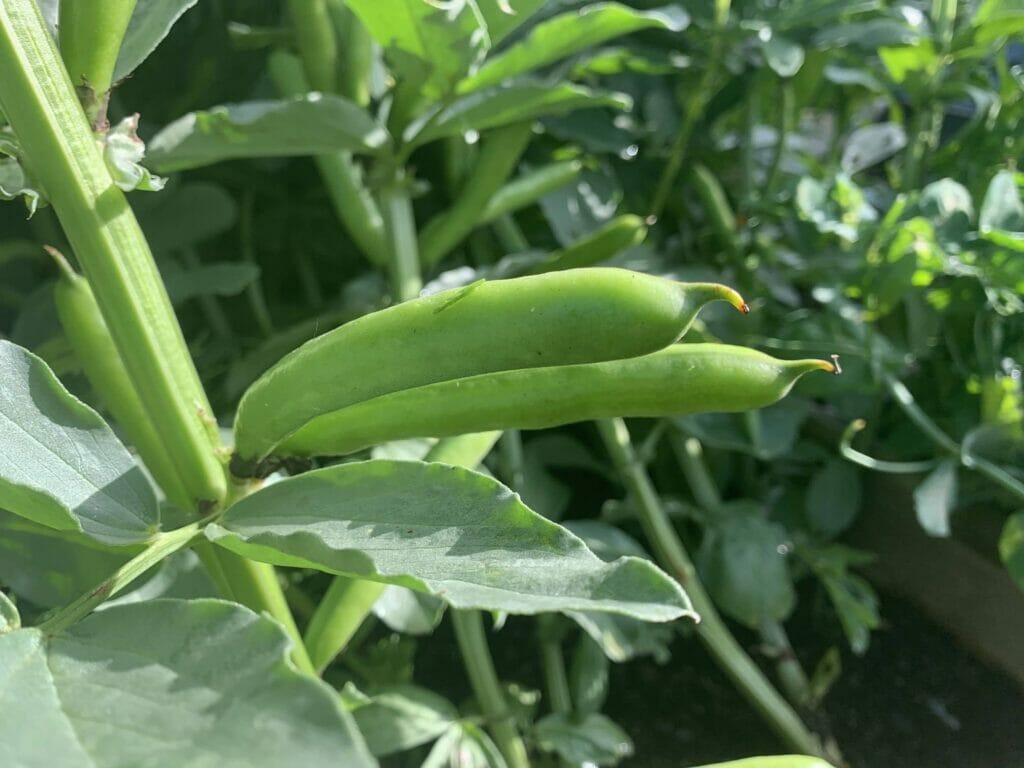 Broad Bean Growing Guide - Gardening With Jason