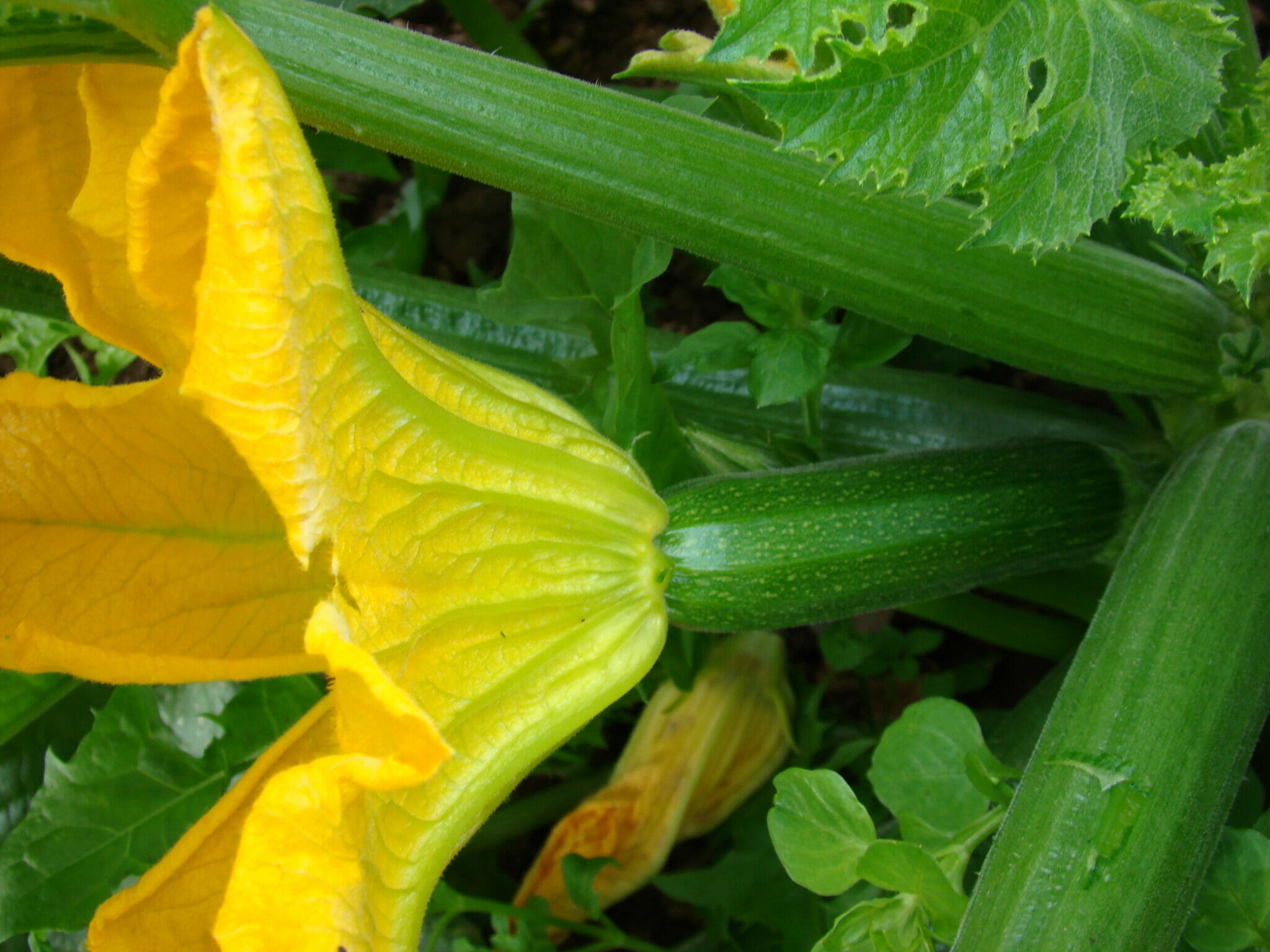 July – What To Do In The Vegetable Garden - Gardening With Jason