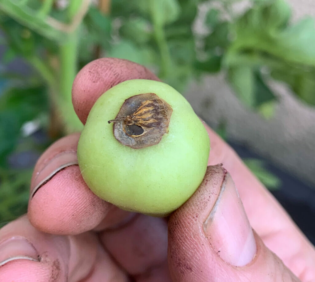 Blossom End Rot - Gardening With Jason