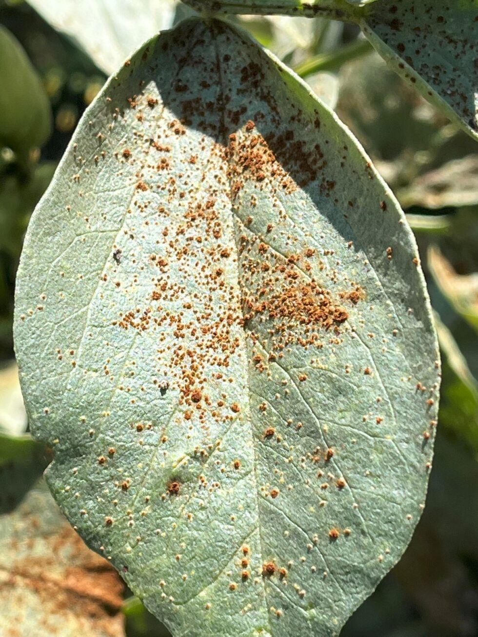 Broad Bean Rust: What It Is And How To Tackle It - Gardening With Jason