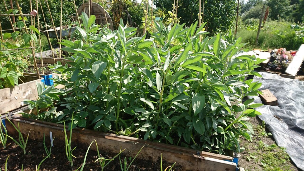 Broad Bean Rust: What It Is And How To Tackle It - Gardening With Jason
