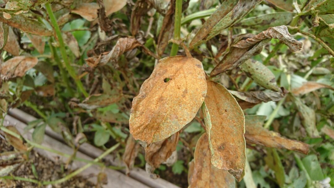 Broad Bean Rust: What It Is And How To Tackle It - Gardening With Jason